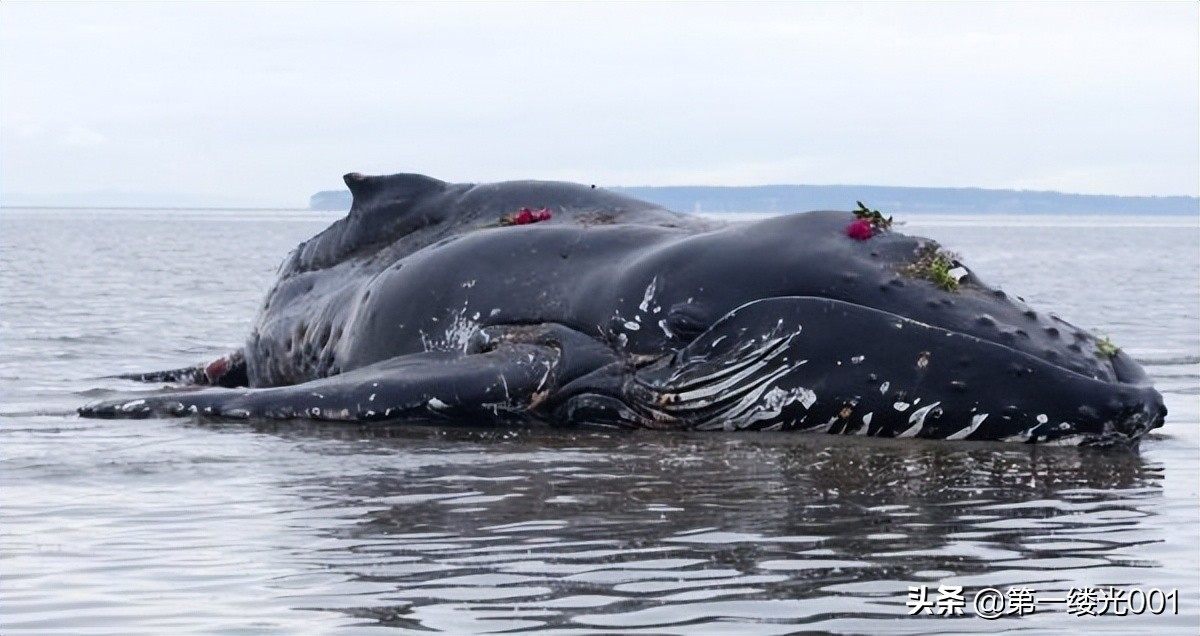 What happened to the whale explosion, and why did the dead whale ...