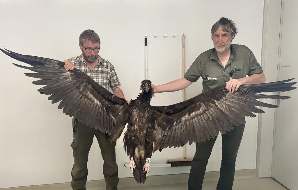 Female donkey friend fell off cliff for 45 minutes and was eaten by ...