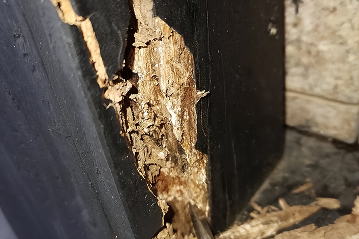 When termites appear in your home, why do you need to treat them right ...