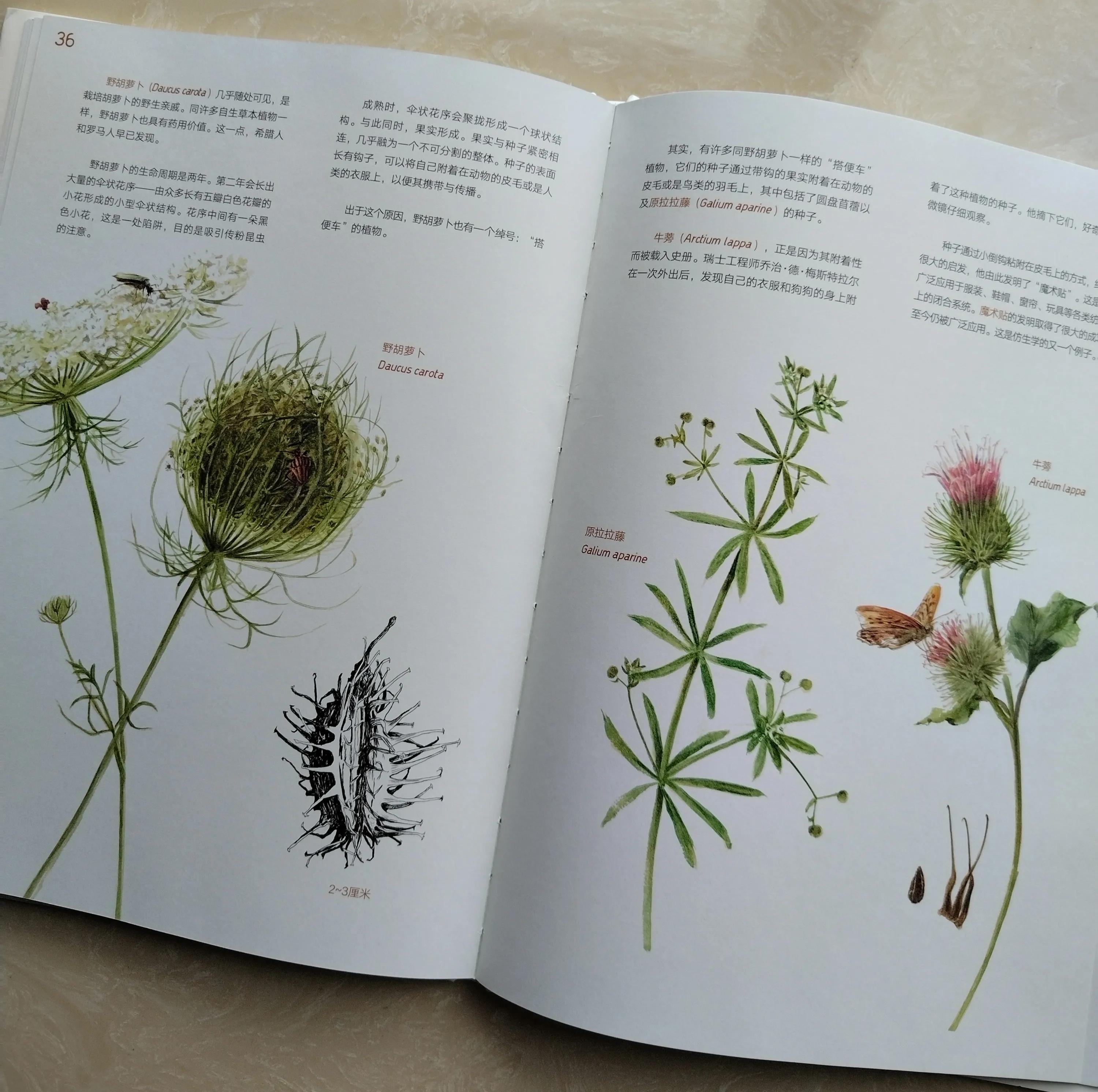 "The World in a Seed": Exploring the Ineffable Power of Life in Nature ...