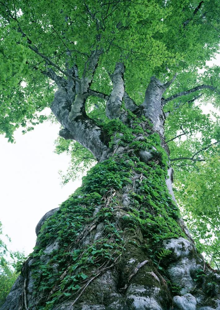 Ten-day-dried Jiamu - iMedia