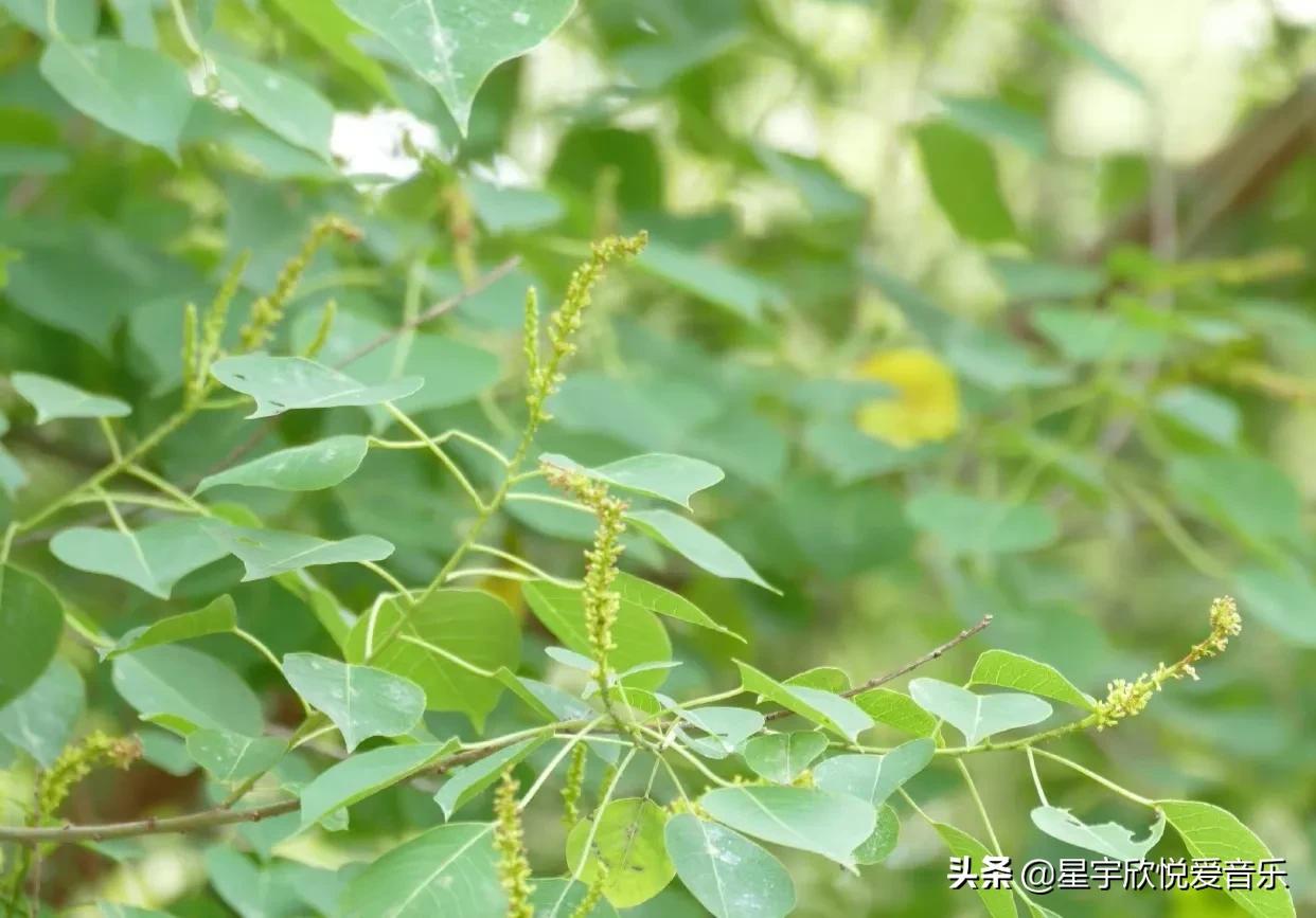 Share a picture - tallow flower - iNEWS