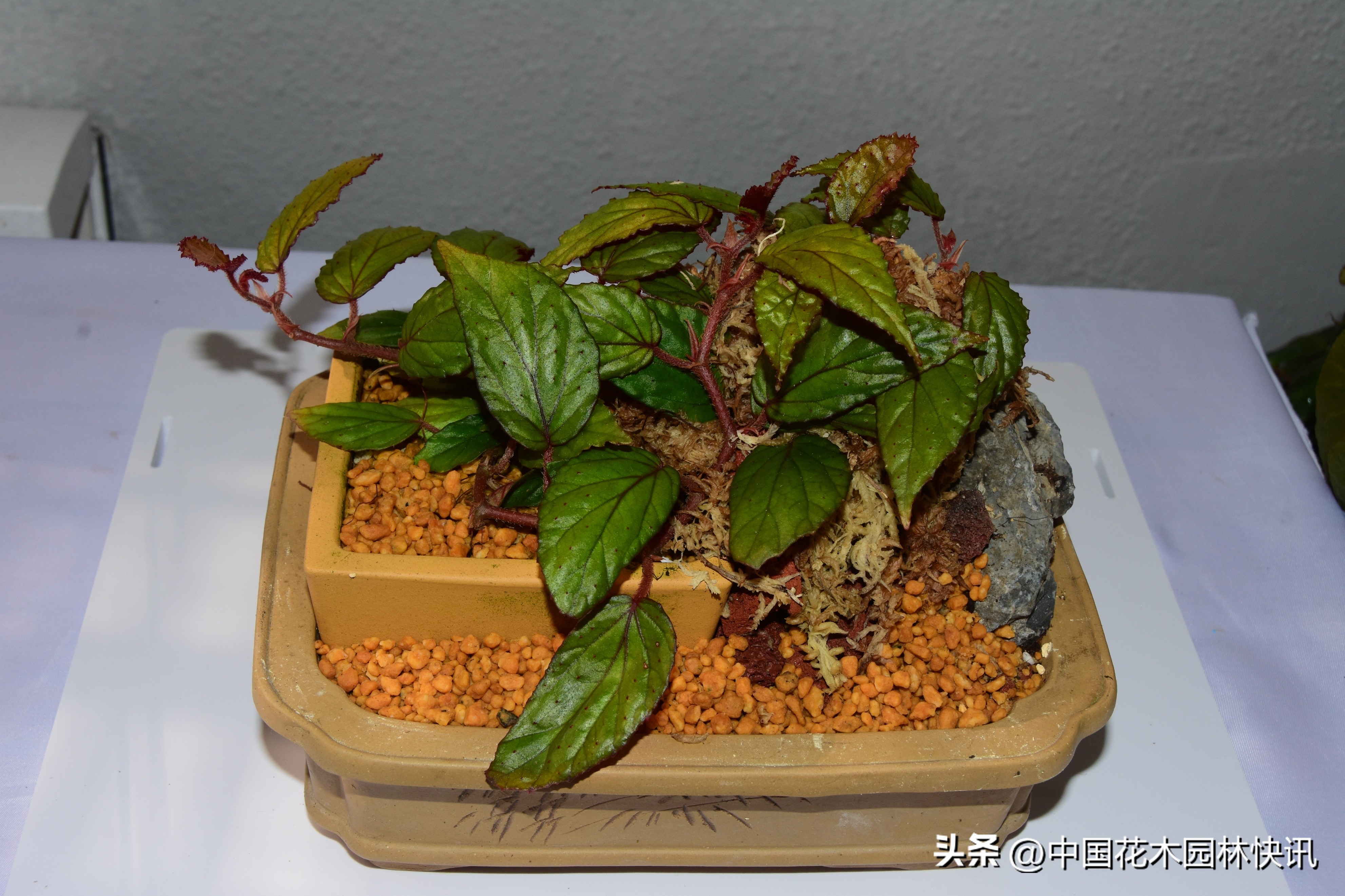 Eye-opening, why are these begonias winning gold medals - iNEWS