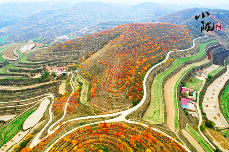 "Xiaolong Pictorial Issue 158" Qingyang Zhenyuan: Picturesque autumn ...