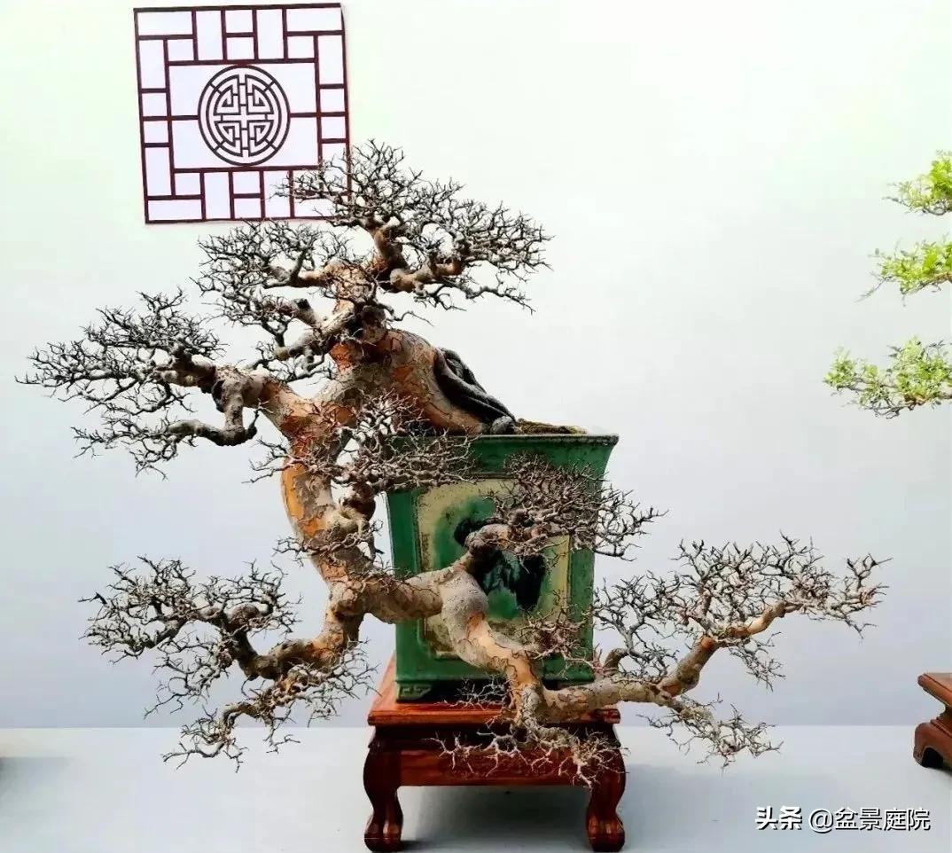 The current scam in the bonsai world - iNEWS