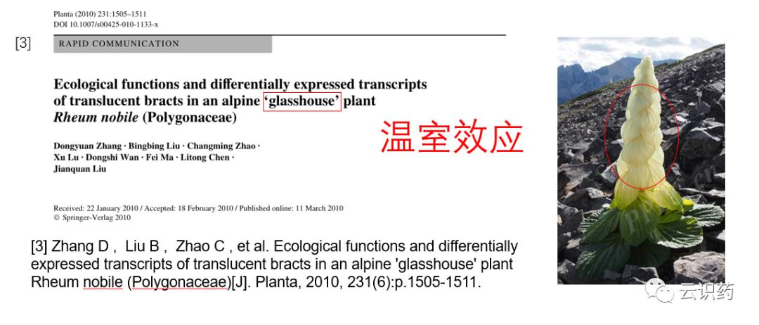 What kind of plant is "Tahuang"? - iNEWS