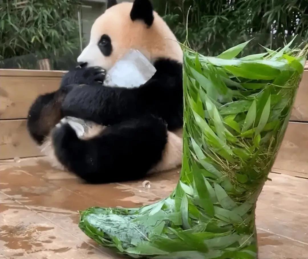 "Fubao" not only has Grandpa Jiang, but also Grandpa Song who is like a ...