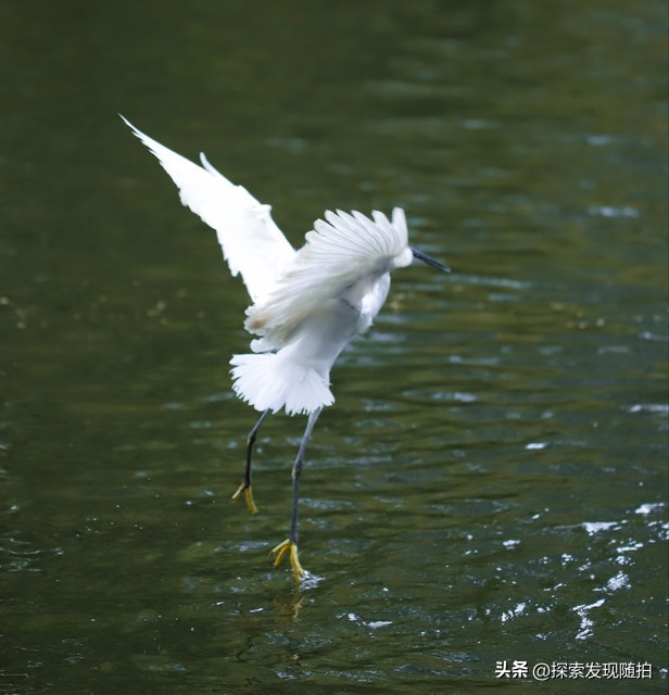 Shooting the graceful shape of egrets requires some skills - iMedia