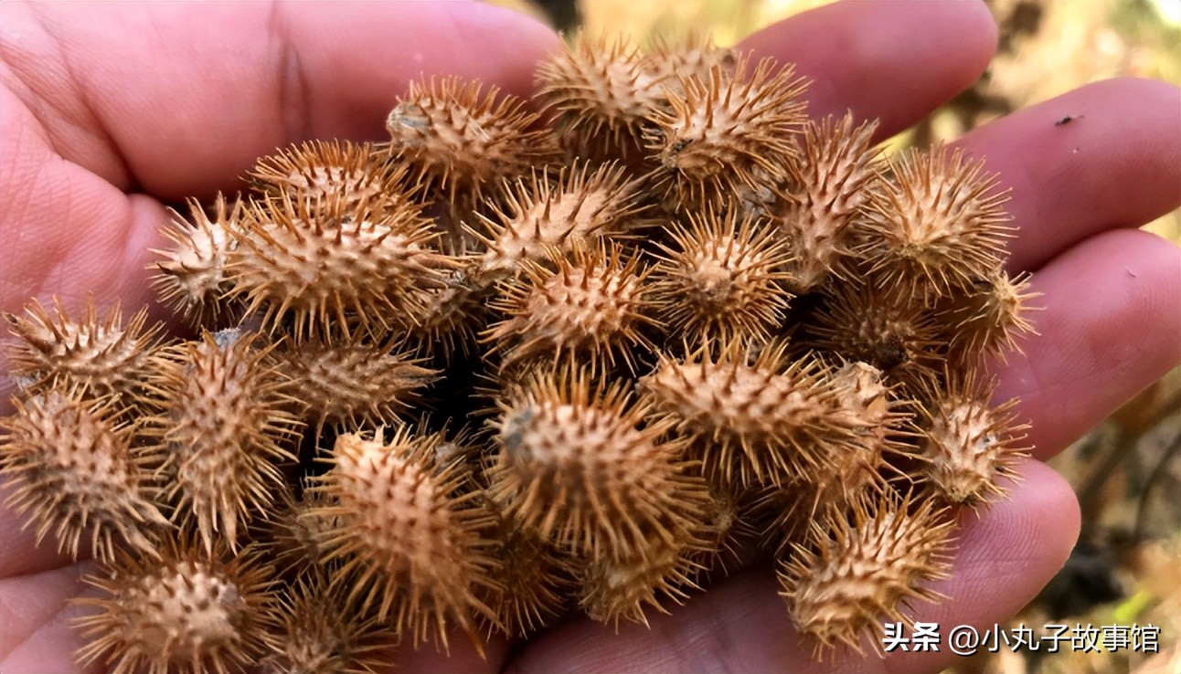 Exploring the biological characteristics and ecological applications of ...