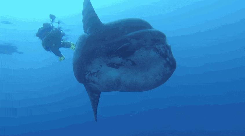 The sunfish lays 300 million eggs at a time. Why is it a vulnerable ...