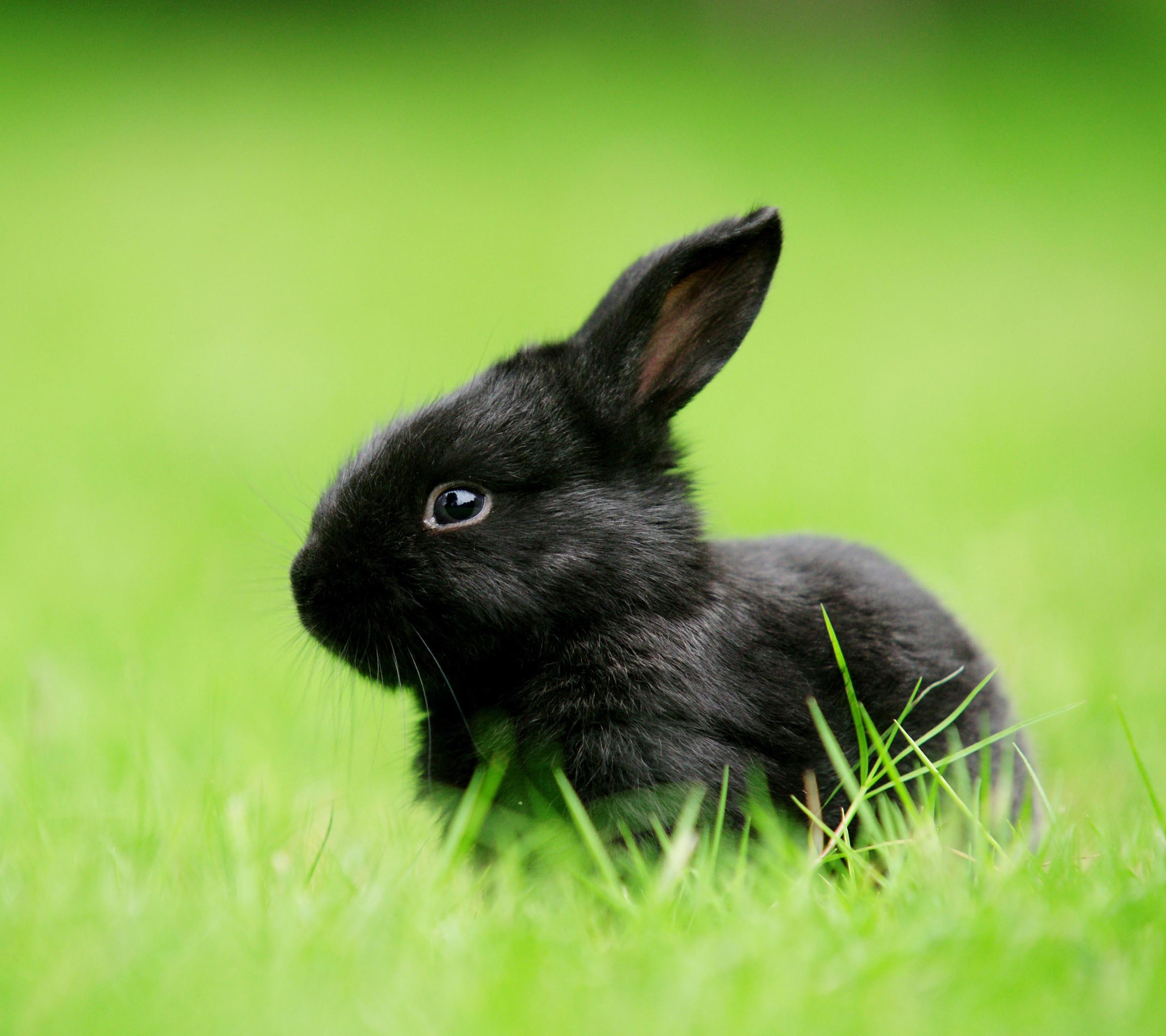 The new scene of wealth in the next three days: rabbit, dragon, snake ...