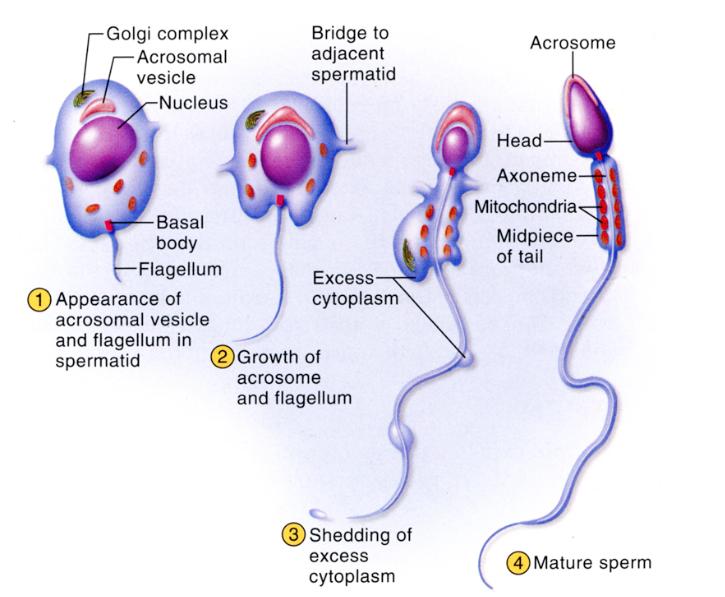 Origin and development of germ cells - iNEWS