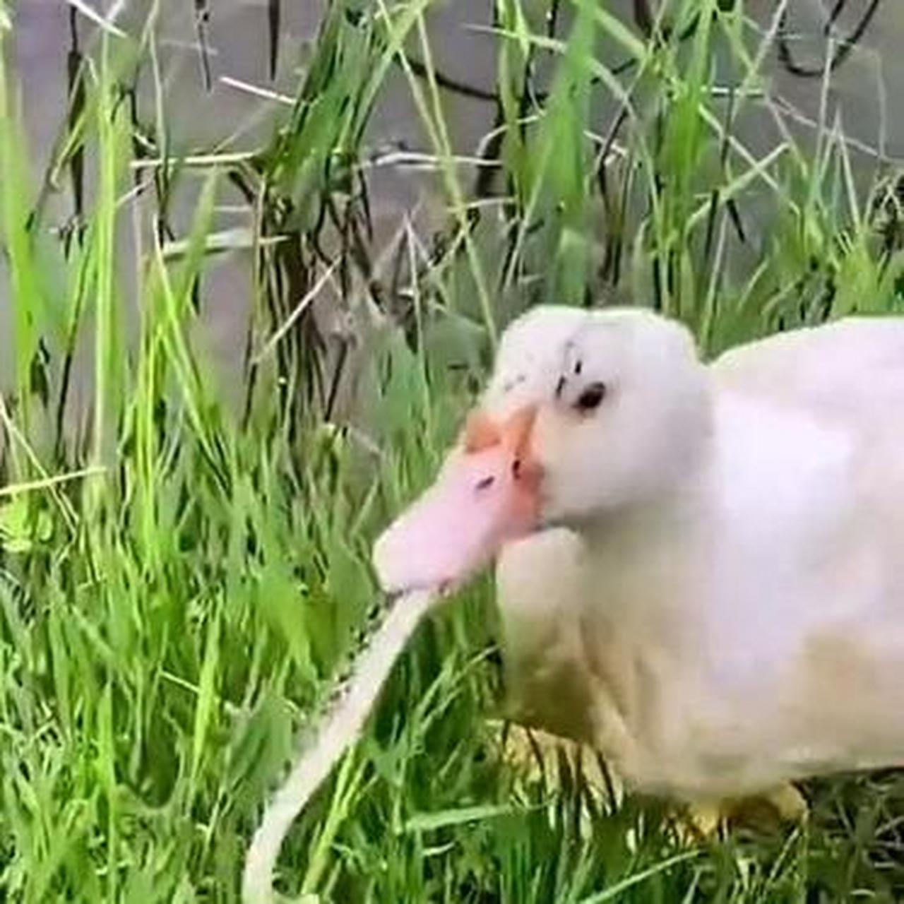 Awesome my duck! The big black duck swallowed the snake as a "spicy ...