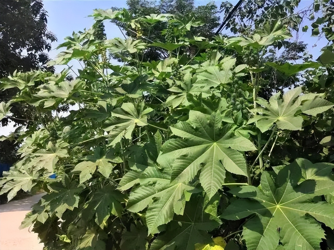 Why is castor plant a biological weapon? In the past, it was roasted ...