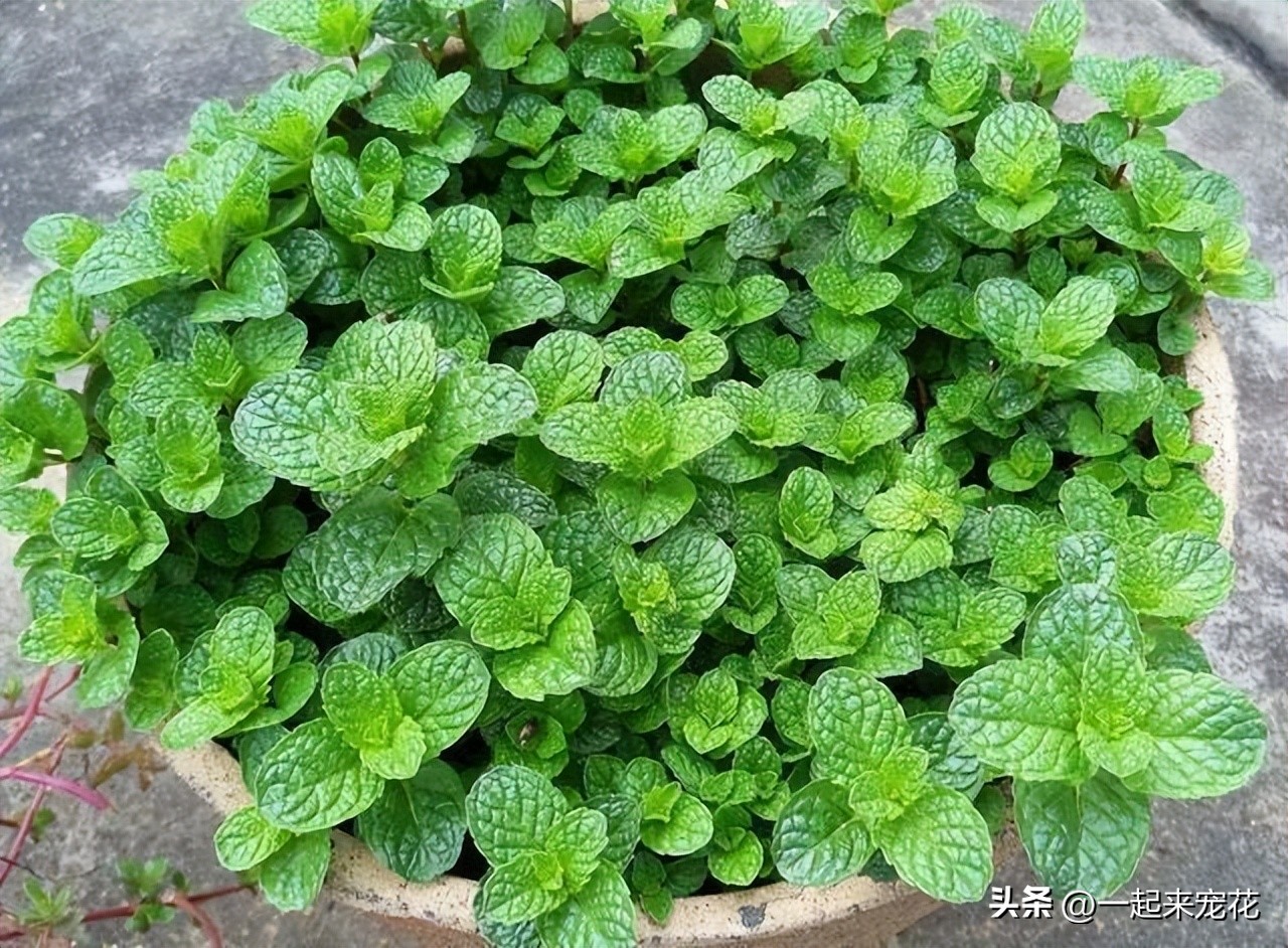 Keep a few pots of mint at home, fresh and good-looking, growing ...