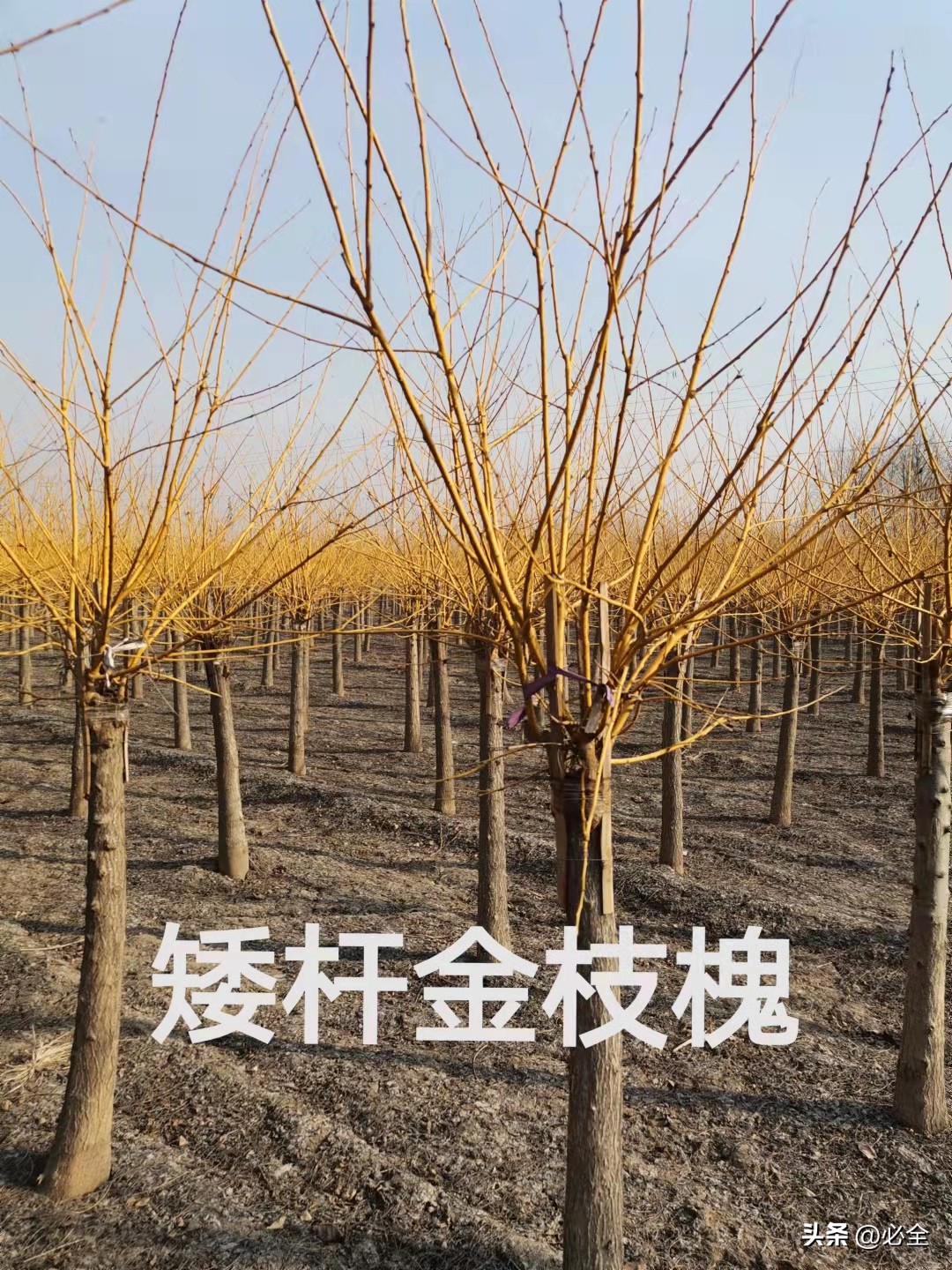 What are the common horticultural varieties of Chinese locust? - iNEWS