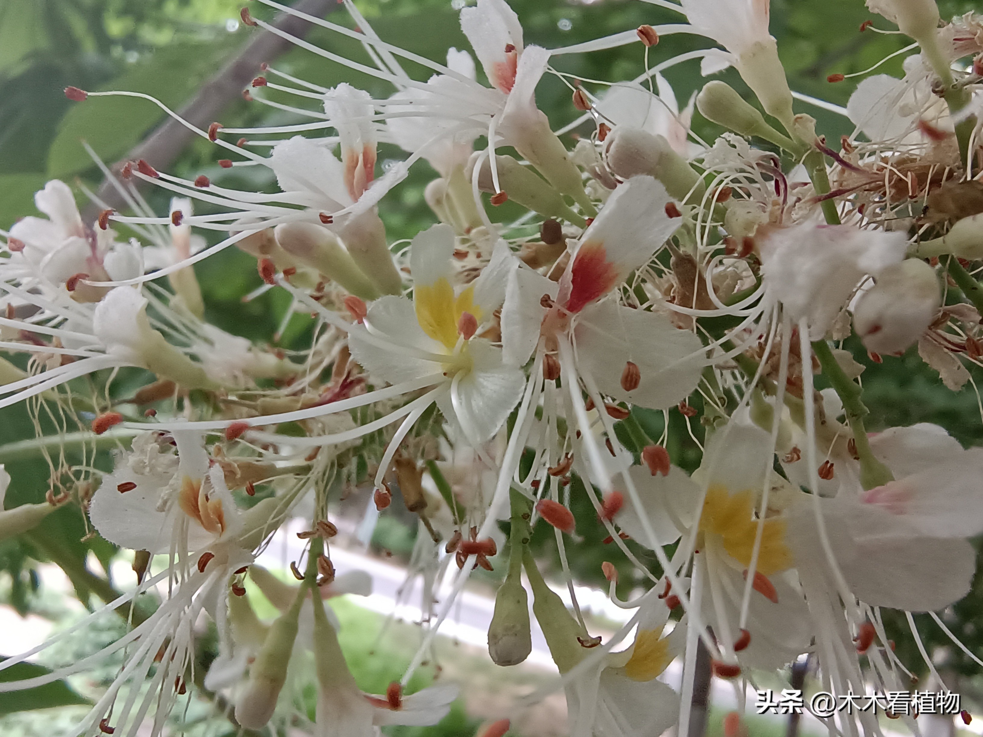 Horse chestnut: the leaves are like a palm, the flowers are like a ...