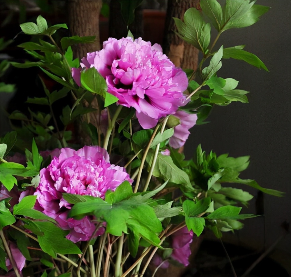 The "rotten roots" of peony are easy to deal with, analyze the reasons ...