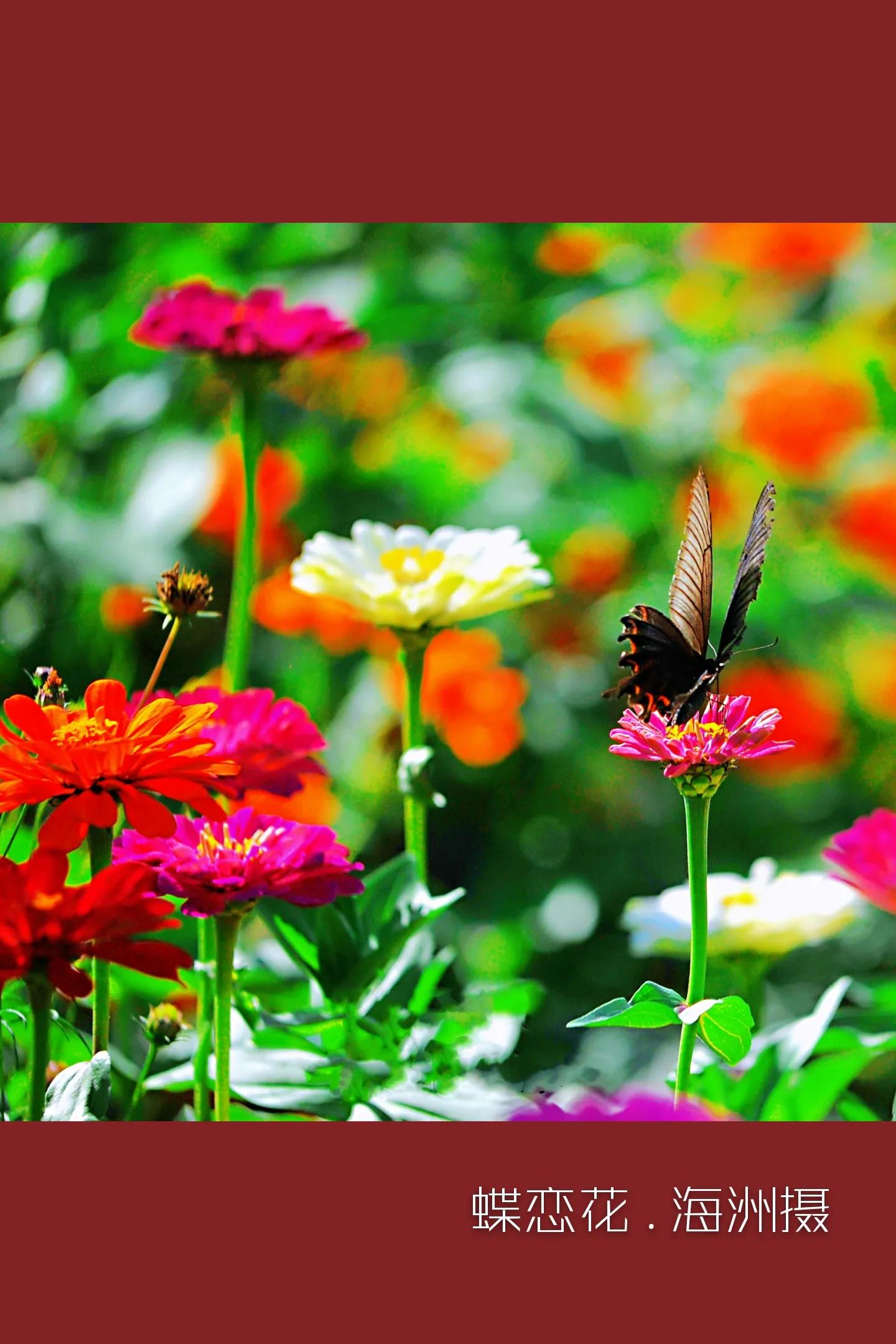 Or will be a late bloomer, beauty anchors Cui Shuang and Liu Miaoran ...