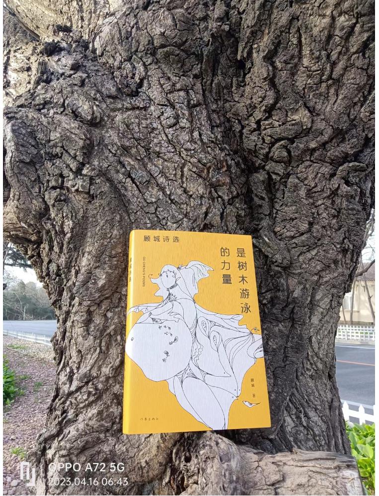 Gu Cheng: Flowers bloom like fire, but also like loneliness - iNEWS