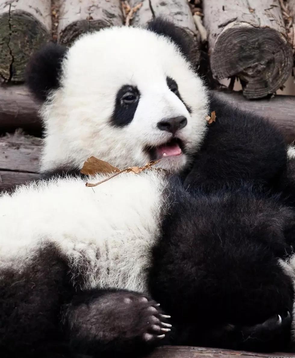 The giant panda is really an amazing species - iNEWS