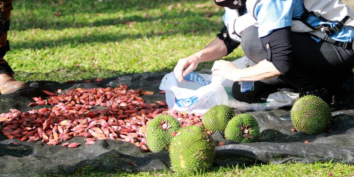 Methods of Harvesting and Processing Parana Pine Nuts - iMedia