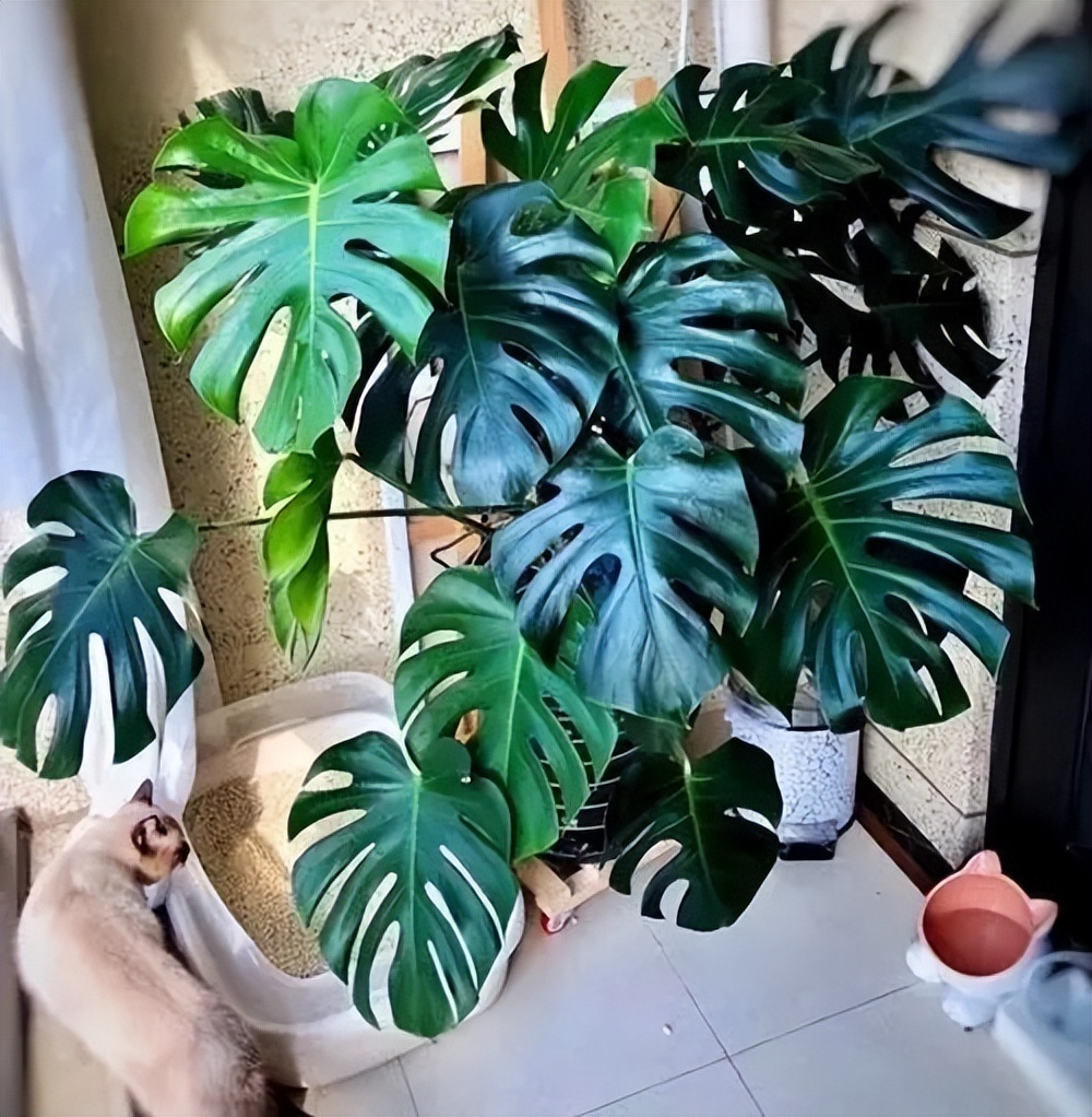 Three tricks to teach you how to quickly remedy the problem of yellow ...