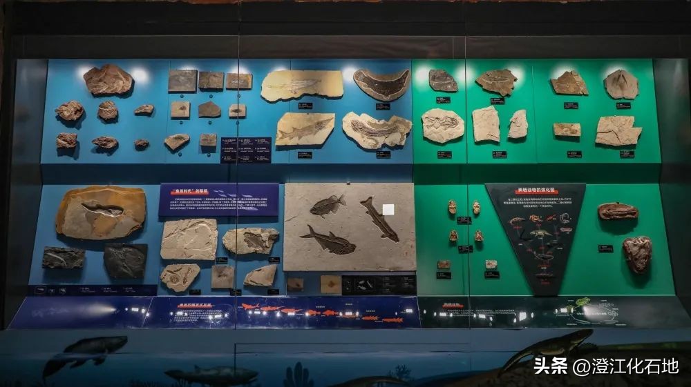 Experts and scholars walk into Chengjiang Fossil Site World Natural ...