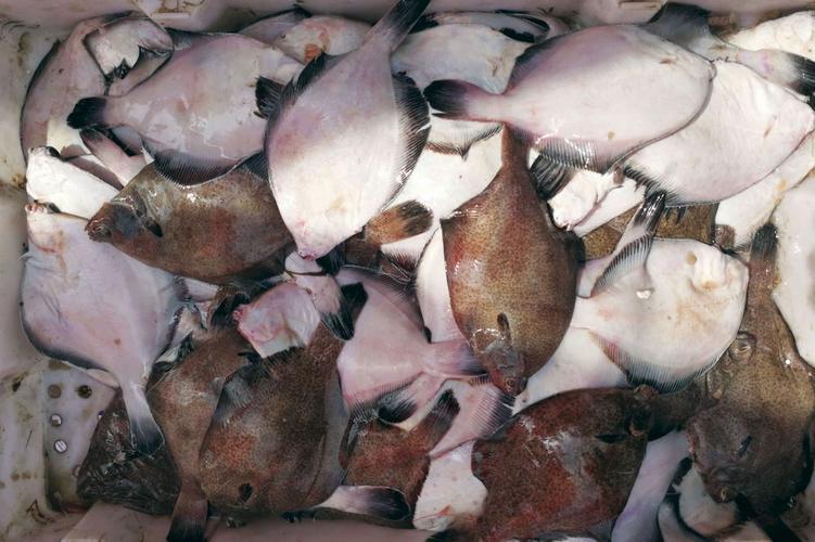 In 2010, migrant workers in Sanya caught a "strange fish", which was ...