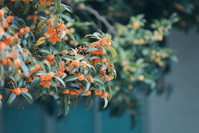 Ten Scenes of the New West Lake: Long Guiyu - iMedia