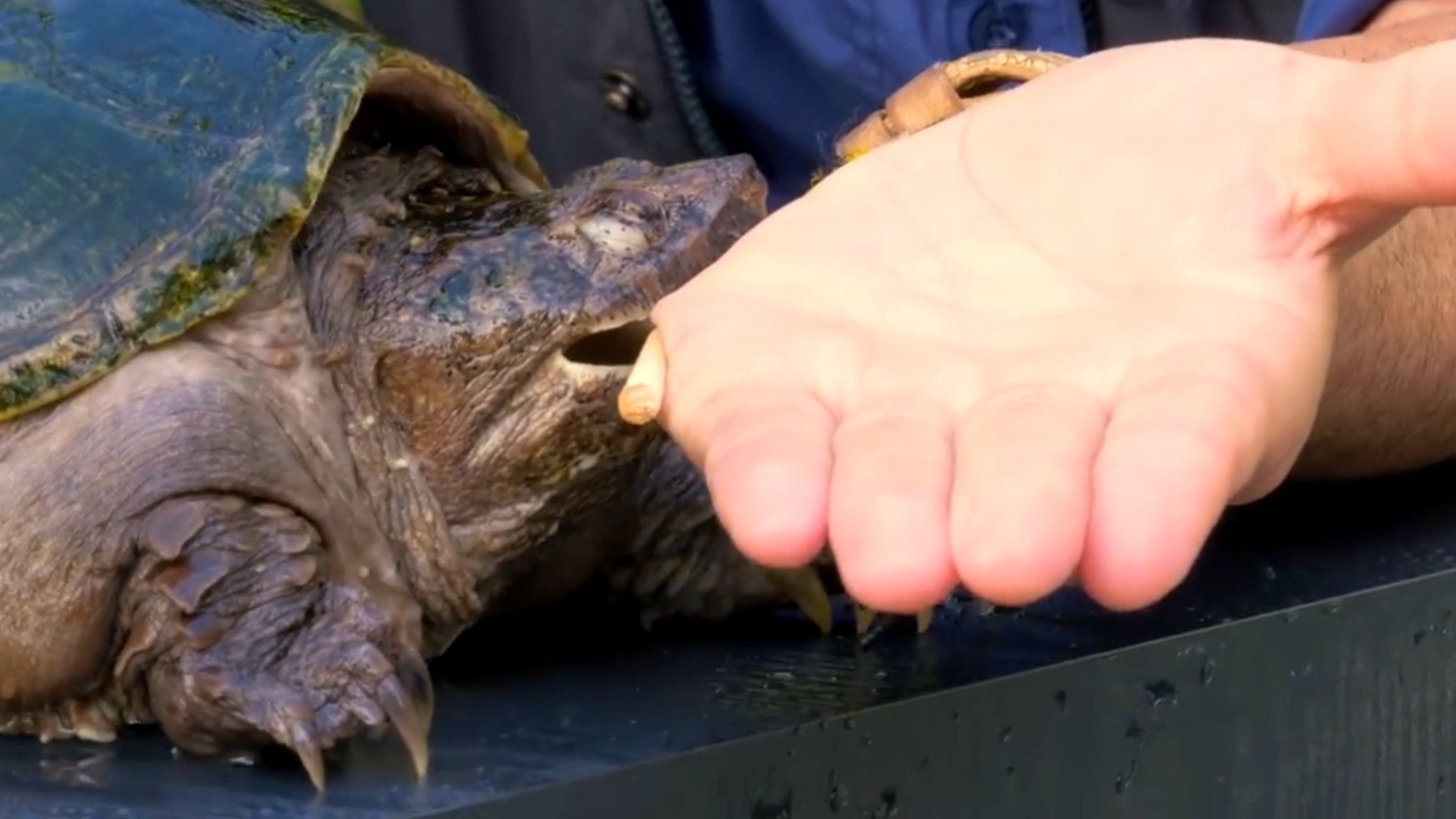 Why does the turtle, which is naturally timid, not let go when it bites ...