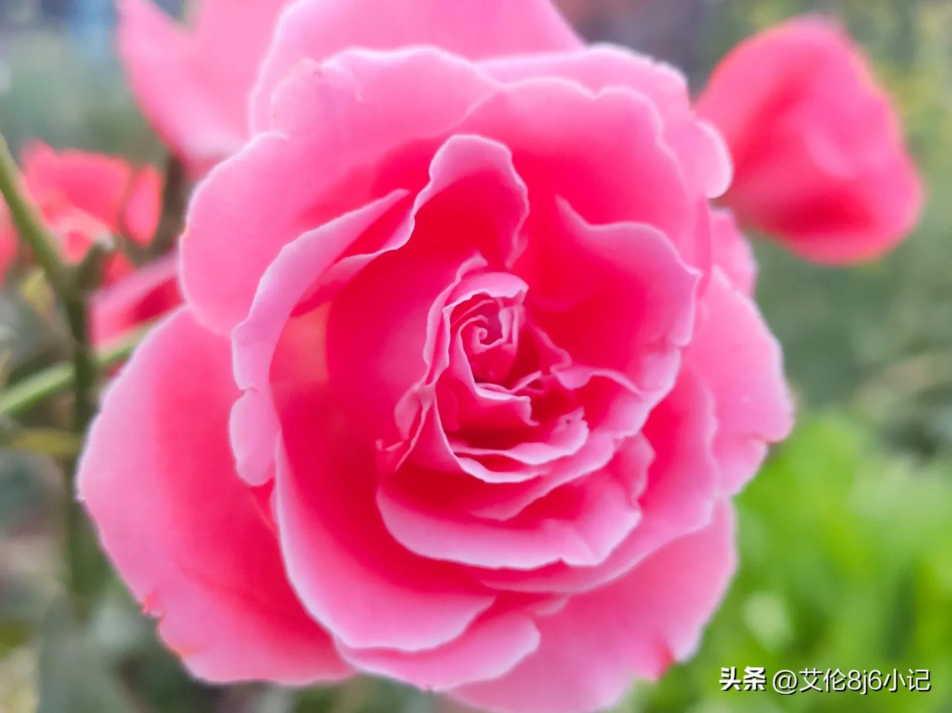 Ching Rose Blossom (6): Appreciate the bright, charming and charming ...