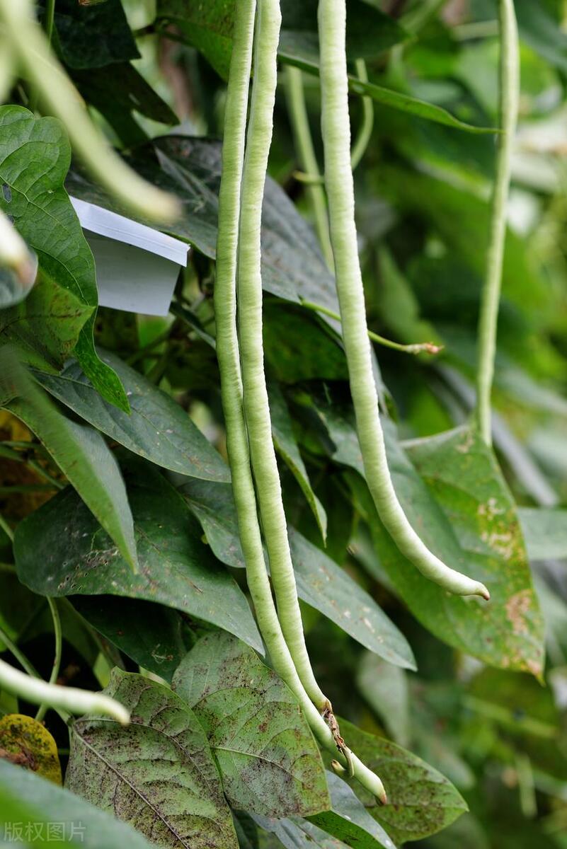 It turns out that there are so many types of beans, 8 common types of ...