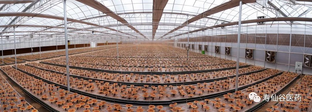 Ming Yan, the same Ming Yan - iNEWS