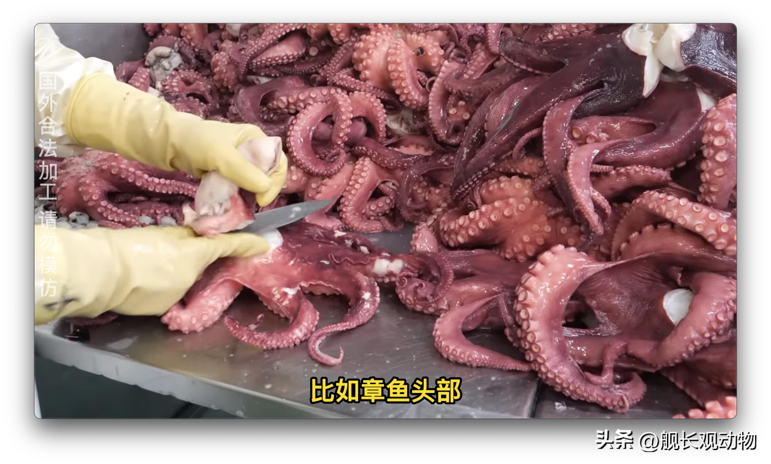 Have you ever eaten a giant octopus?Seafood production and processing ...
