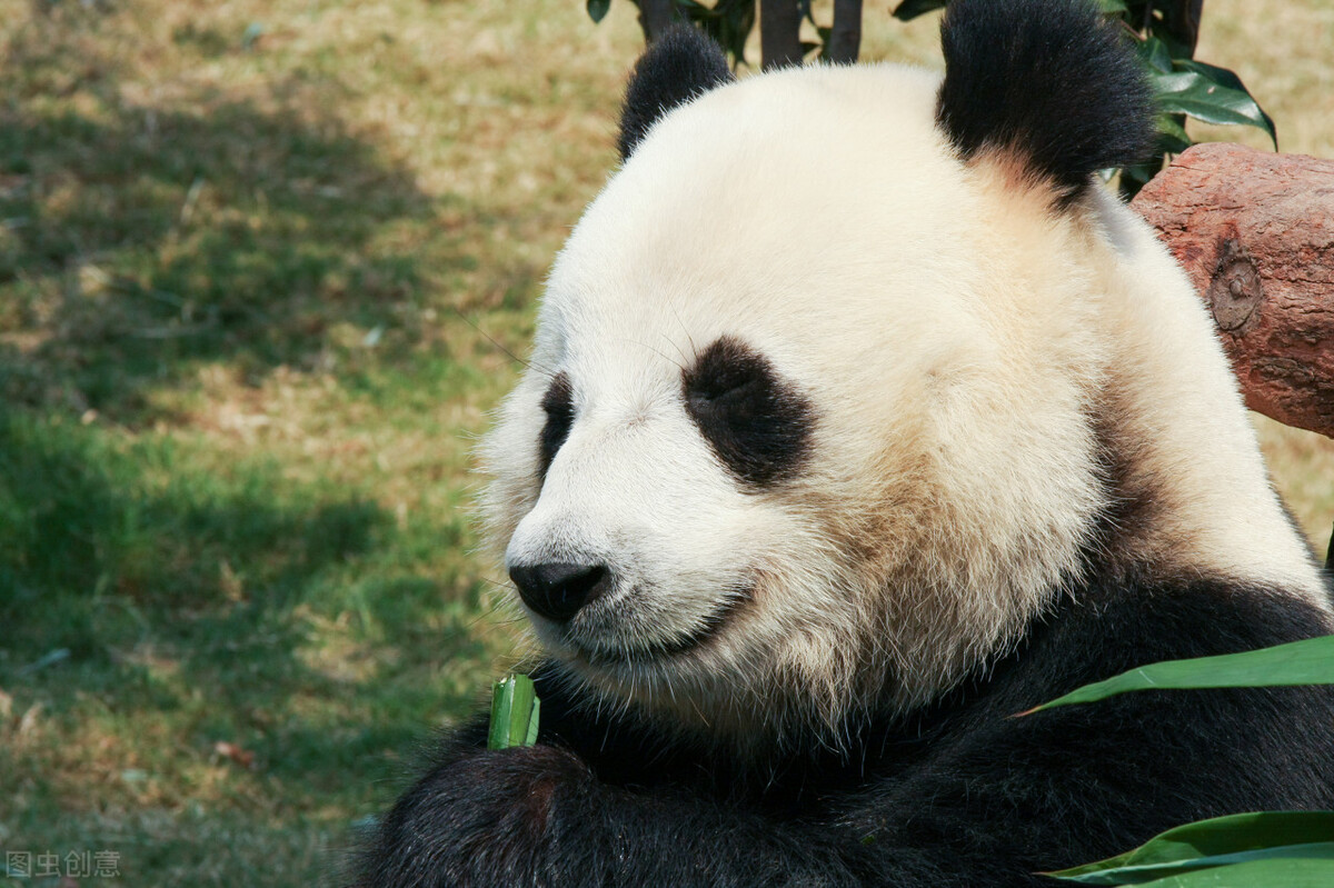 i love your black eye panda - iNEWS