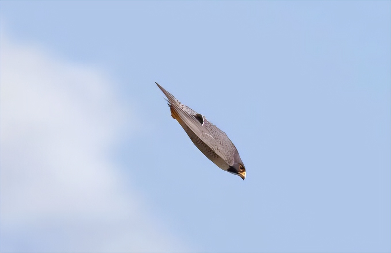 Sword Immortal Among Birds: The peak speed in the history of biology ...