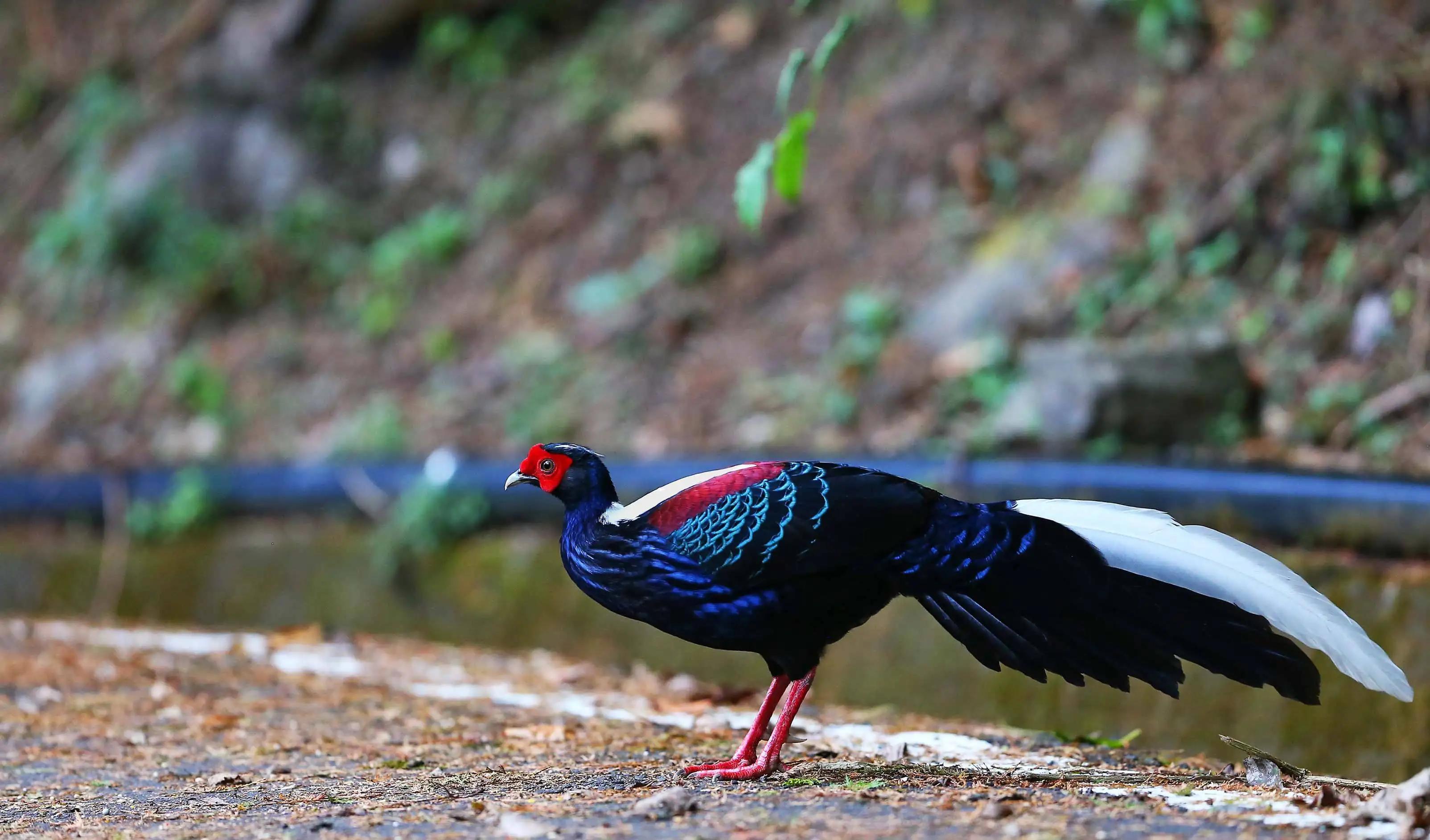 National first-class protected animal, blue pheasant, do you like it ...