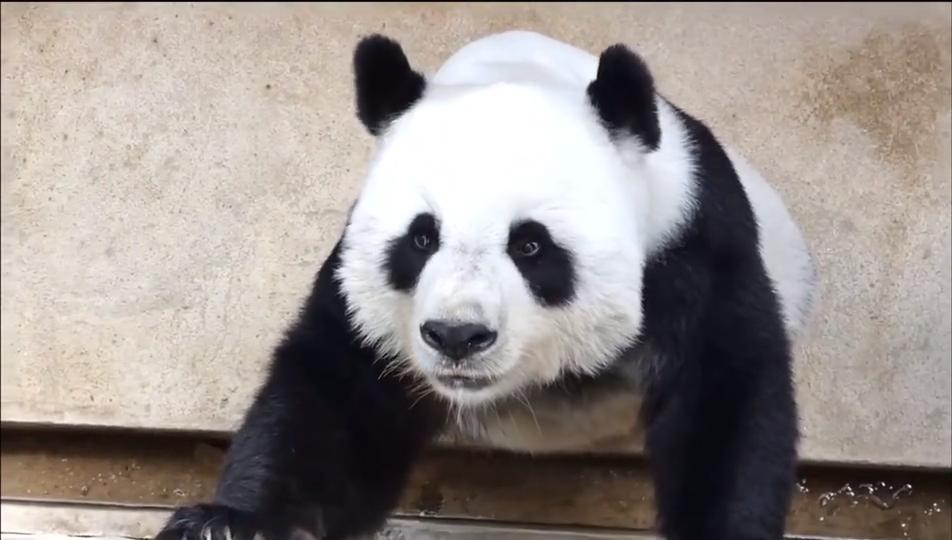 Two giant pandas were raised to death in three years, and Lin Hui, a ...