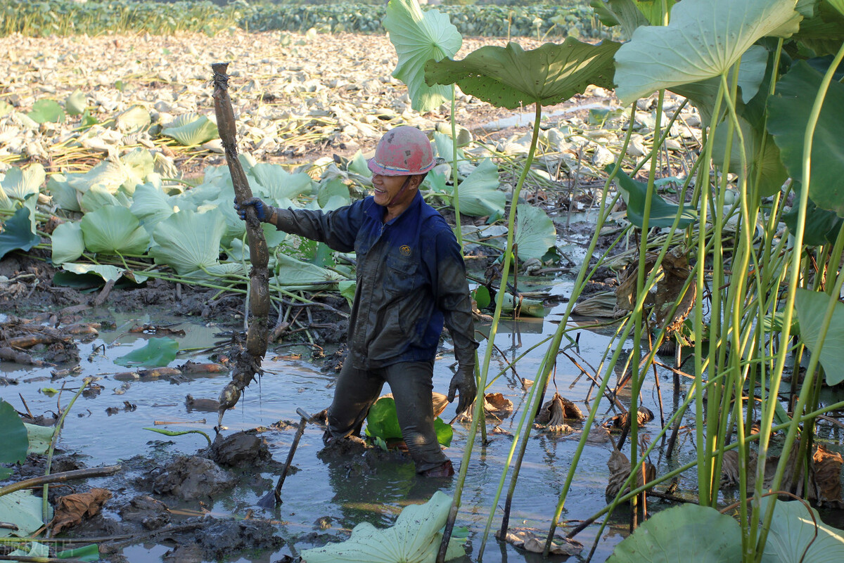 Lotus Root Digger (Five Uniques) - iNEWS