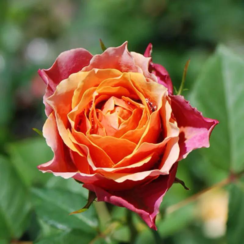 Gorgeous and Elegant Forever Naples Rose - iNEWS