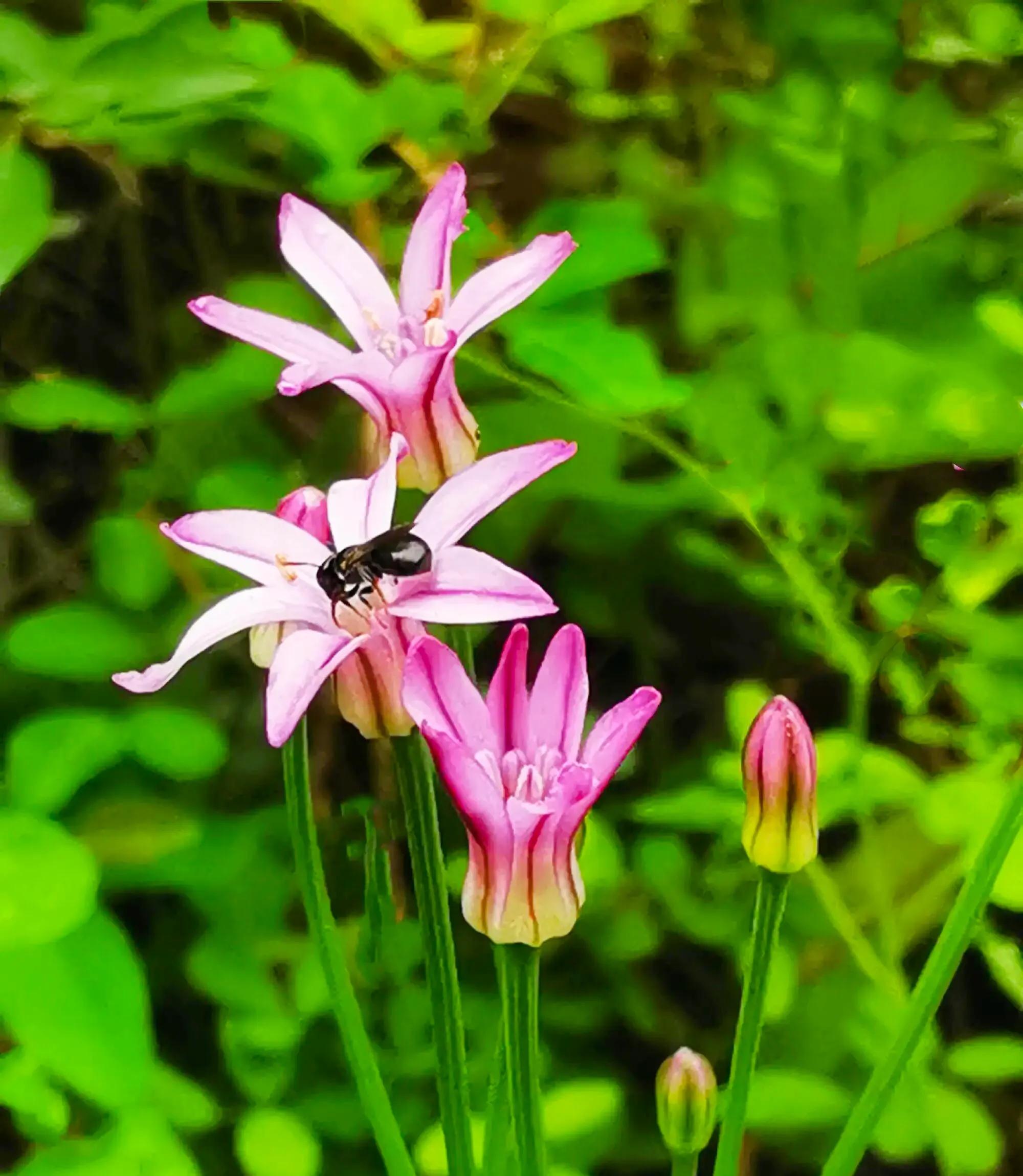 Pleasant and colorful - long stem leek - iNEWS