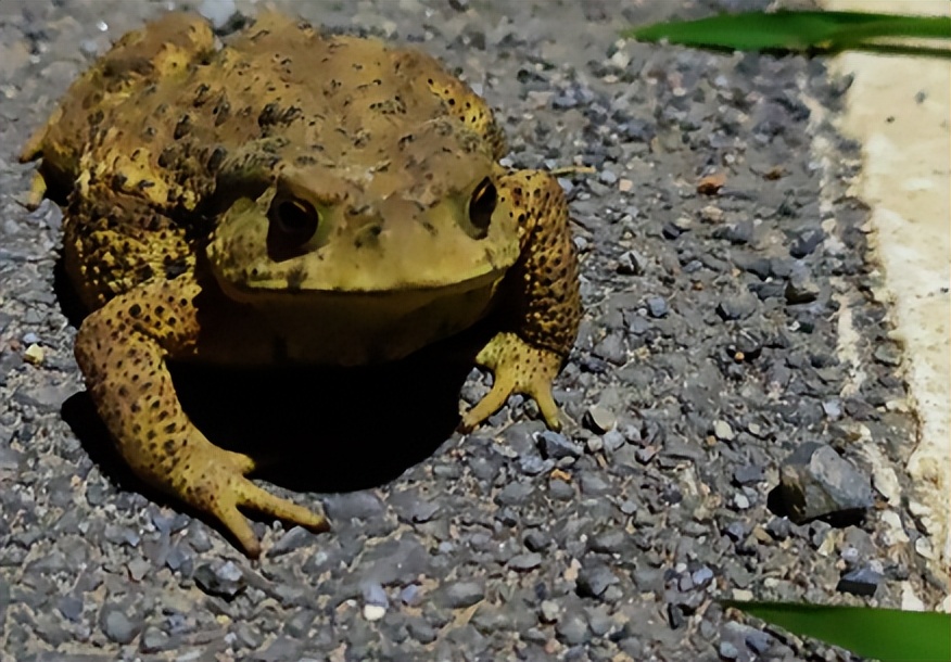 The Golden Toad: The Ecological Wonders and Conservation Challenges of ...