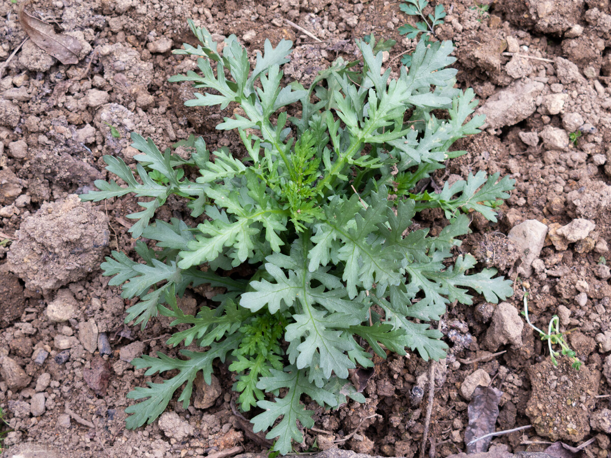 Chrysanthemum planting method - iMedia