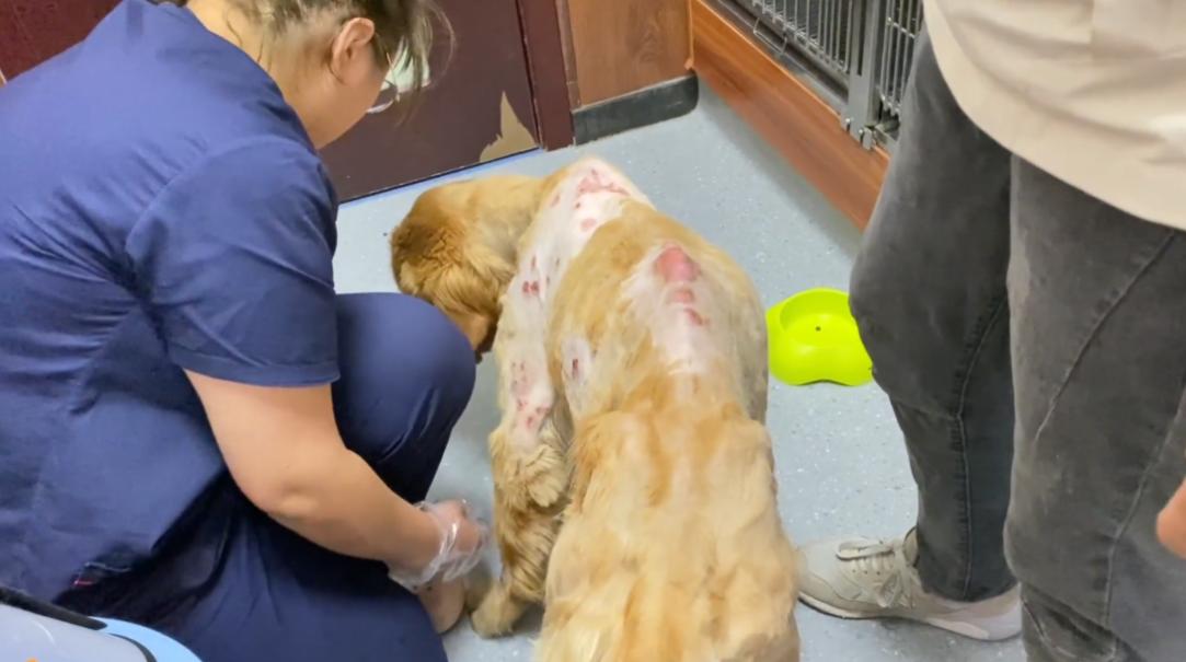 The skinny golden retriever, after 3 days of treatment, the wound grows ...