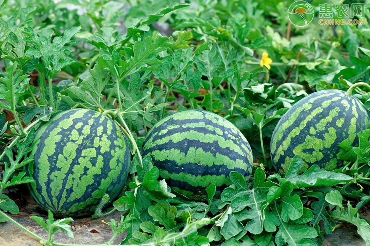 China's watermelons are of high quality and low price, but they are ...