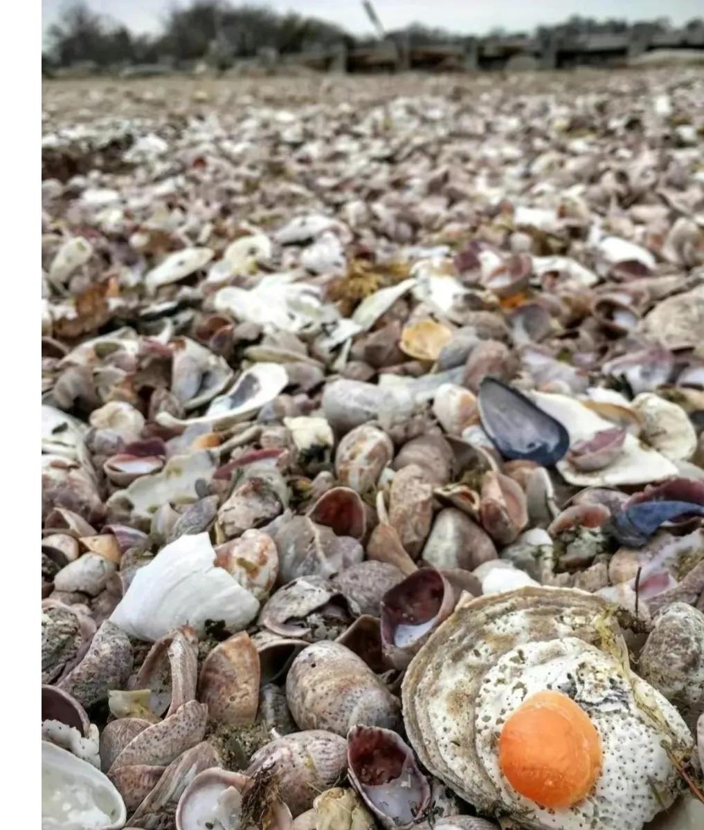 Nuclear waste water was discharged into the sea. South Korea detected ...