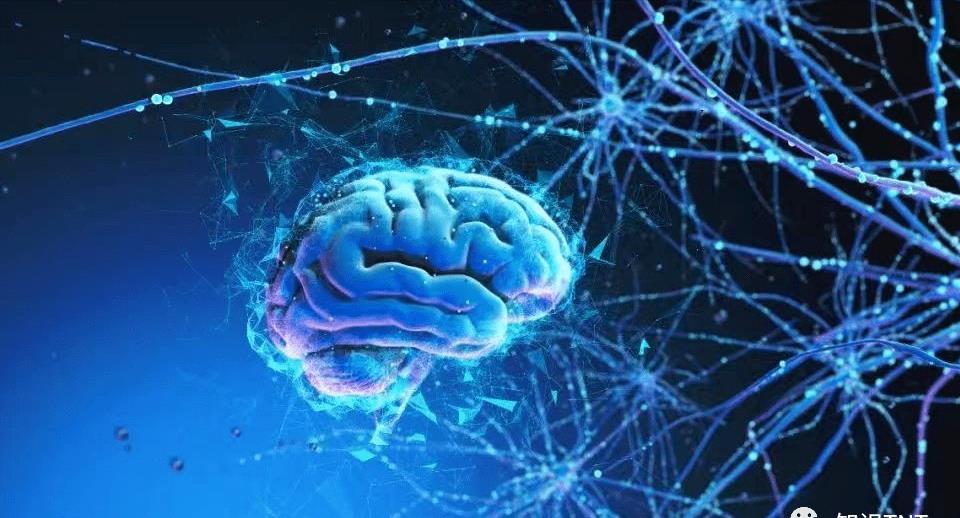 Amazing discovery! Transplanted human brain tissue into mice grows and ...