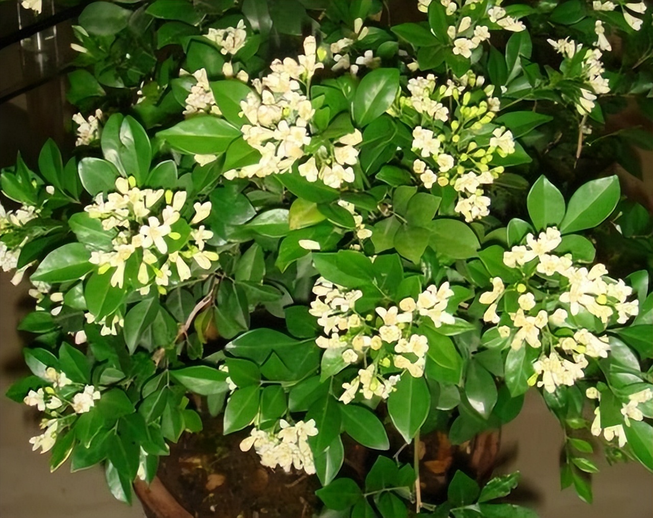 Because the fragrance of the flowers is too strong, many flower lovers ...