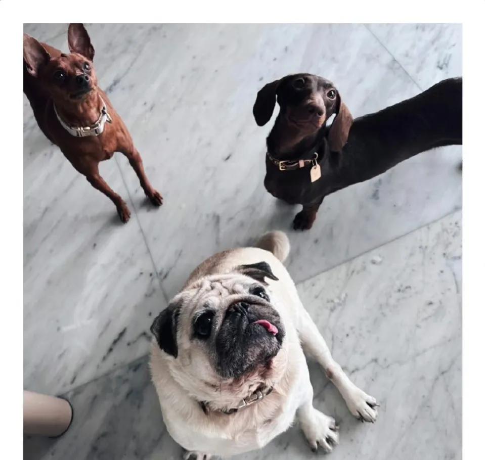 Zhao Lusi's daily business and three dogs are so cute - iNEWS